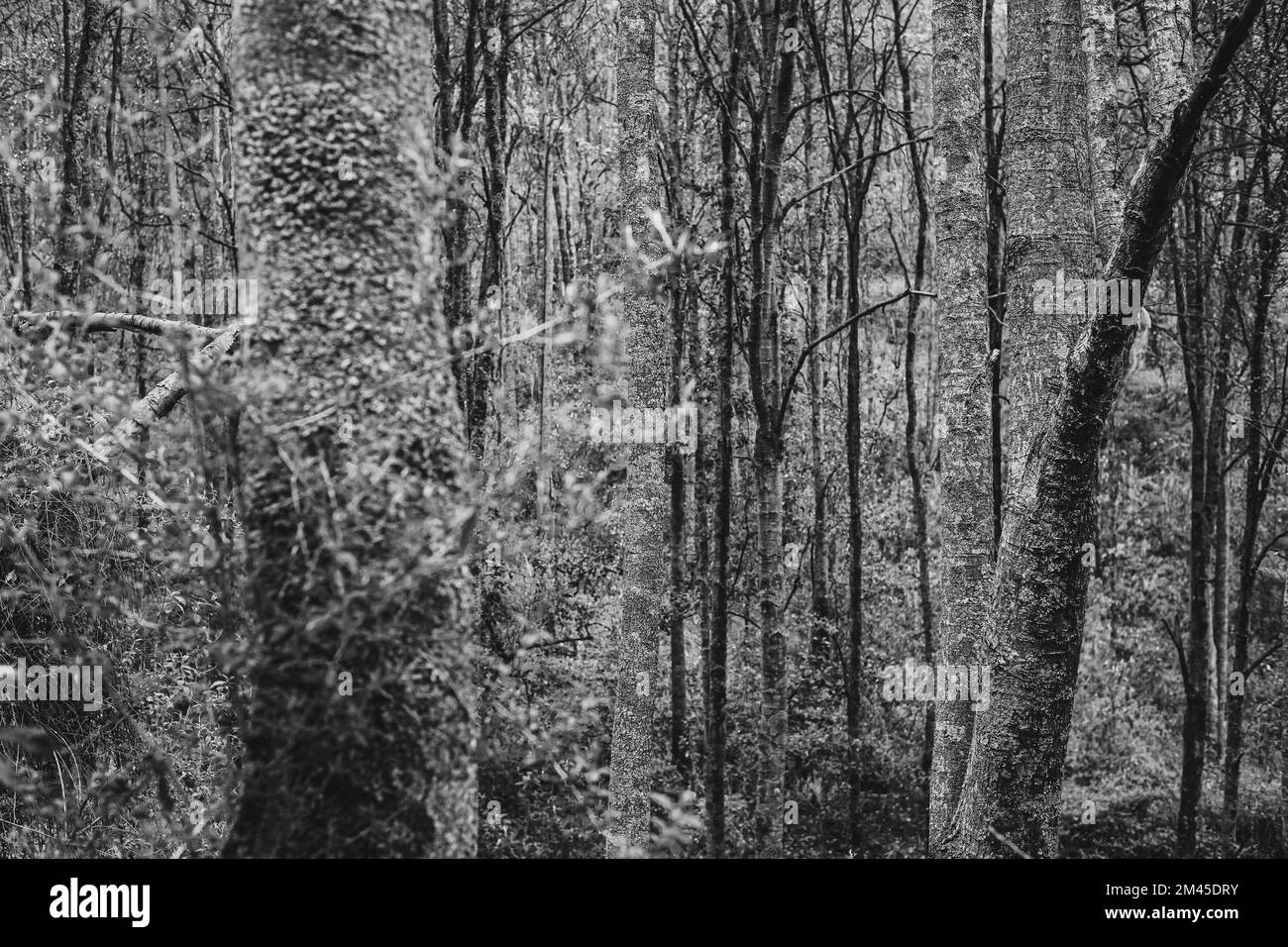 A grayscale of a dense forest covered with moss Stock Photo - Alamy