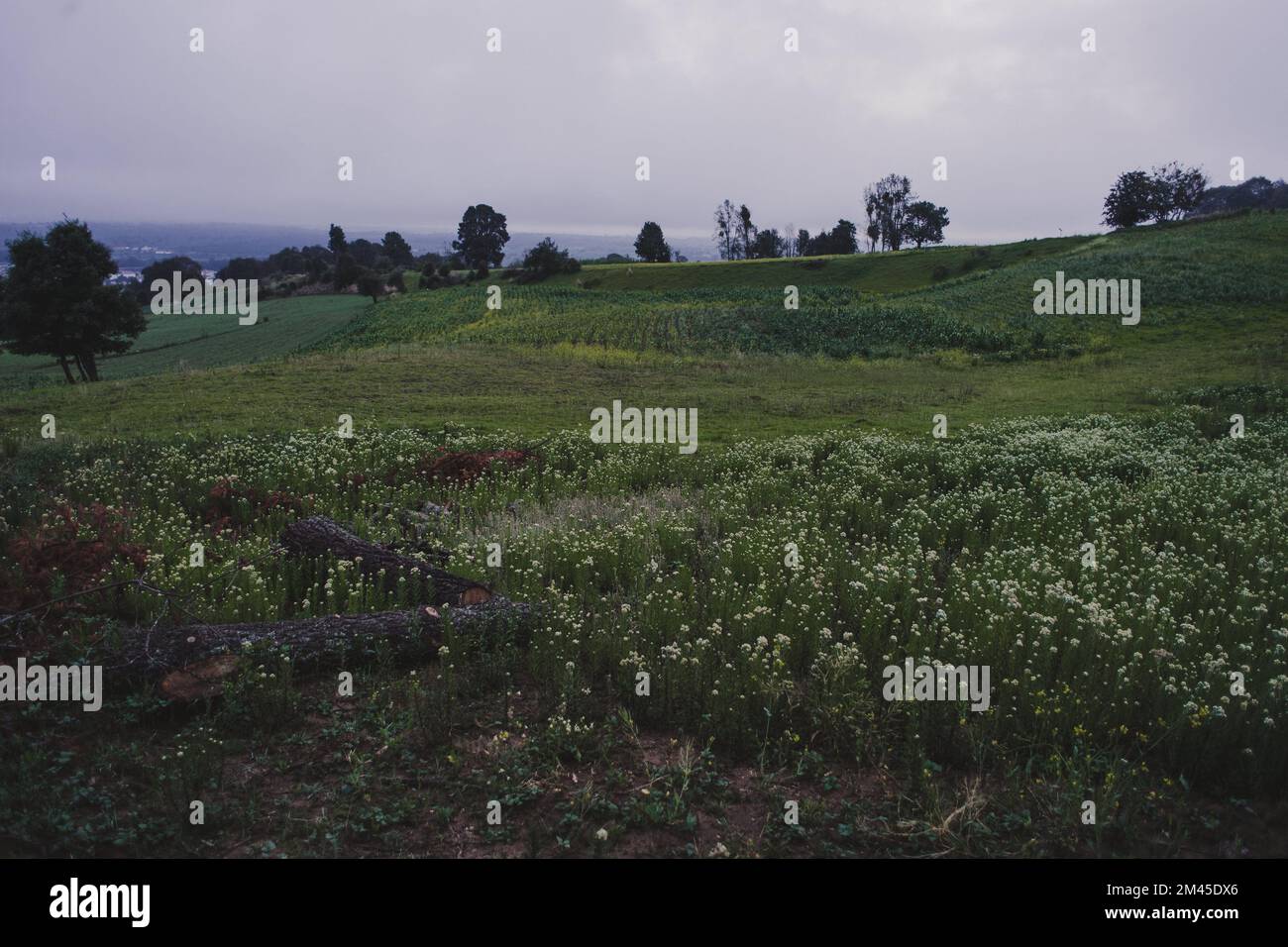A scenic view of a green field of flowers and trees under a cloudy sky ...