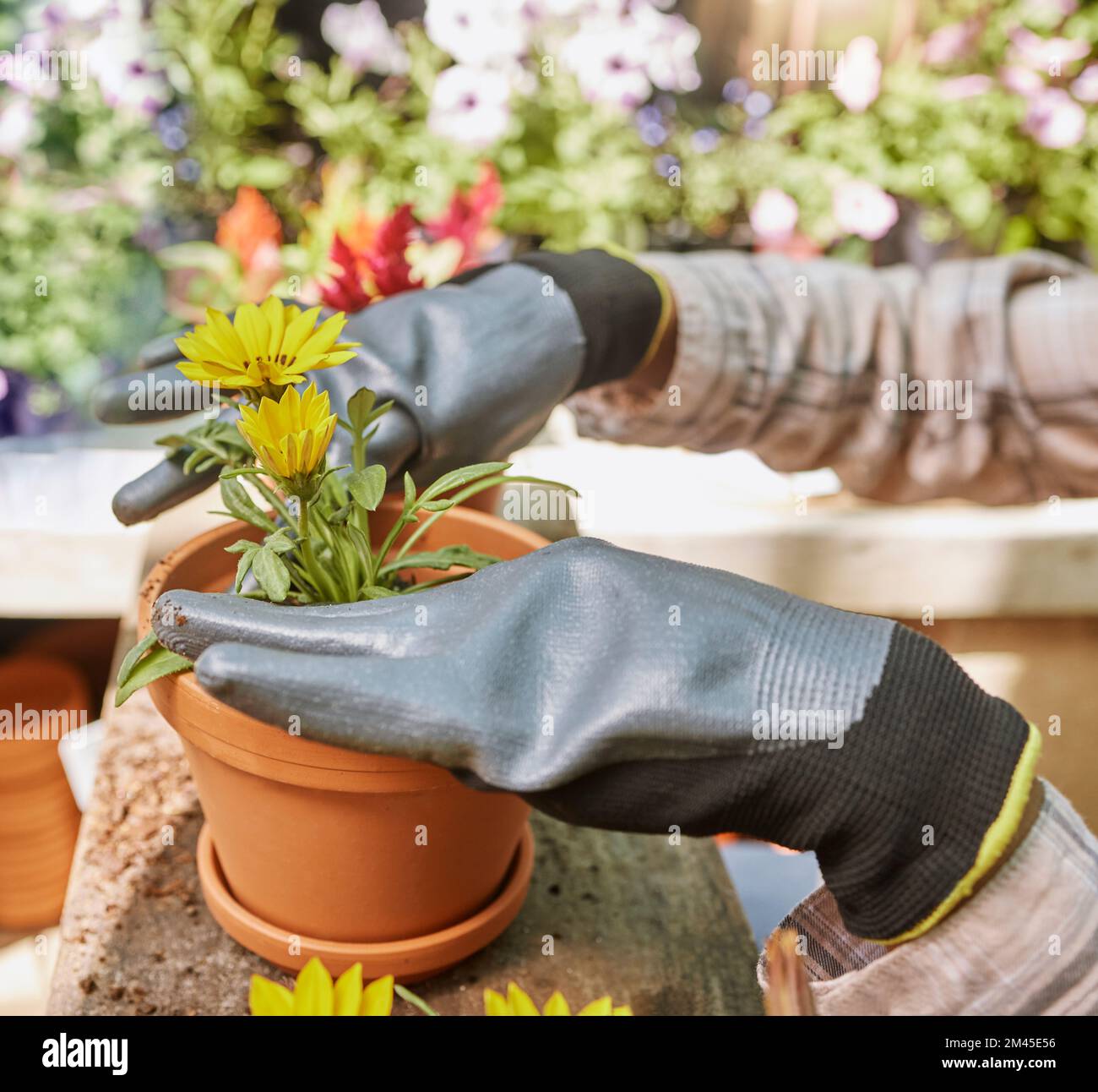 Greenhouse, nursery and hands with plant at garden shop, sustainable ...