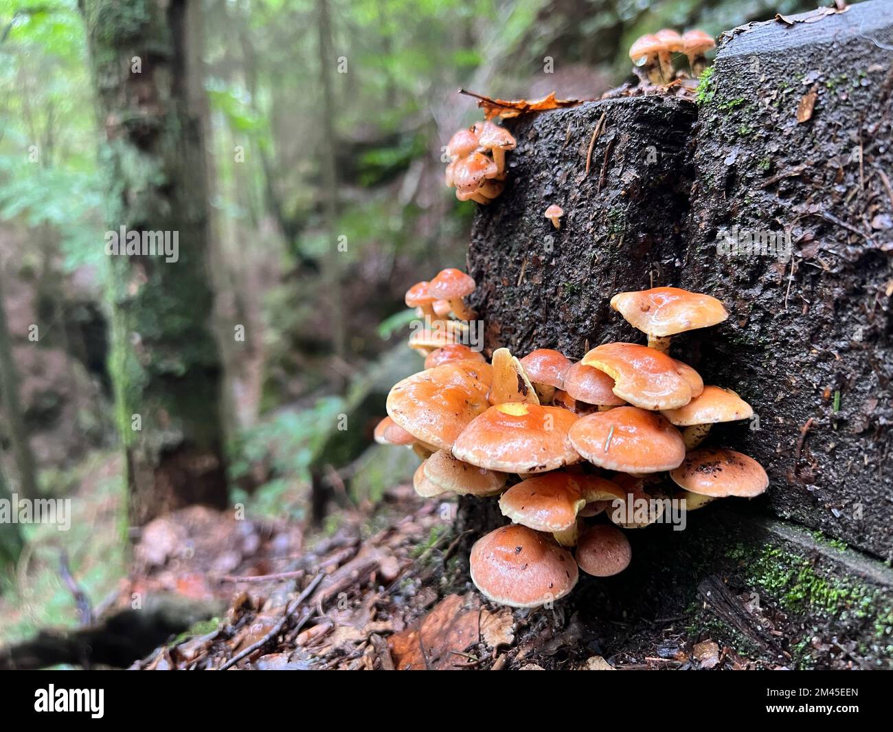 A closeup of brick cap mushrooms (Hypholoma lateritium) growing on a ...