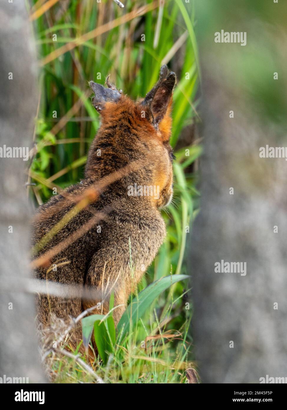 Australian native Animal, Swamp or Black Wallaby. Marsupial, in the ...