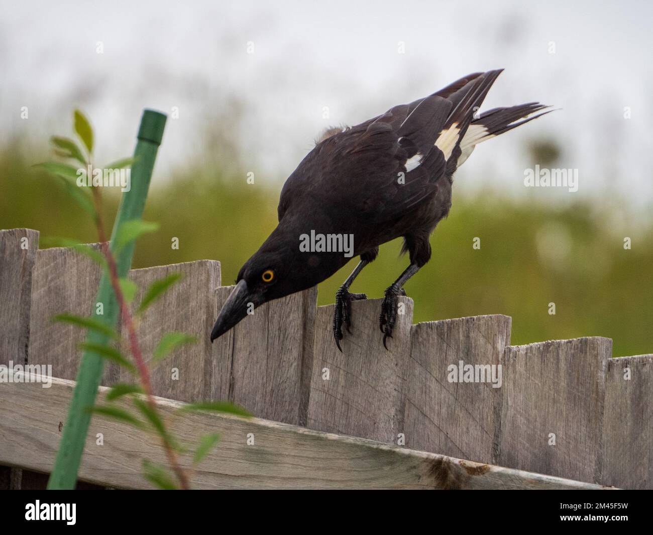 Australian birds, pied Currawong, leaning over on an angle, peering ...
