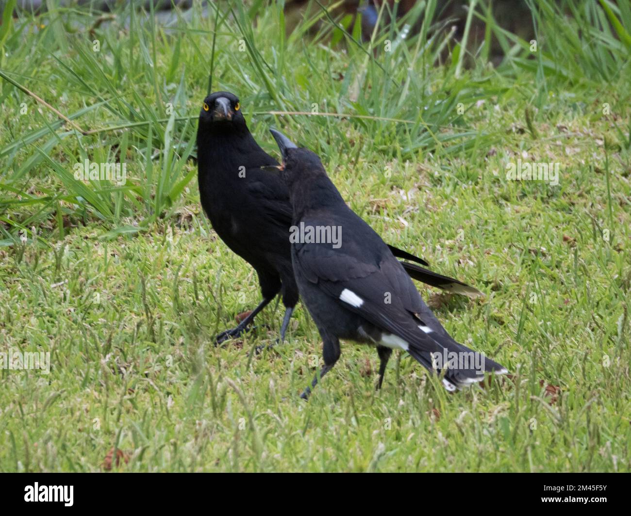 Australian birds, pied Currawongs, mother bird looking fed up feeding ...