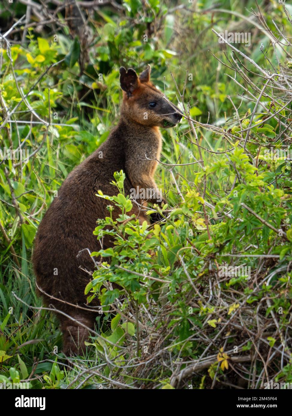 Australian native Animal, Swamp or Black Wallaby. Marsupial, in the ...