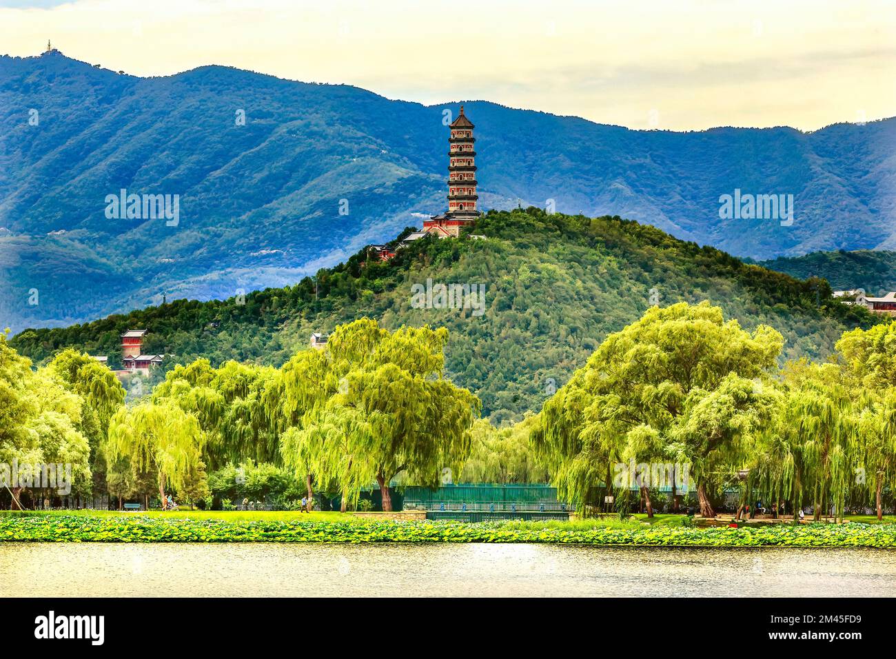 Peking willow beijing hi-res stock photography and images - Alamy