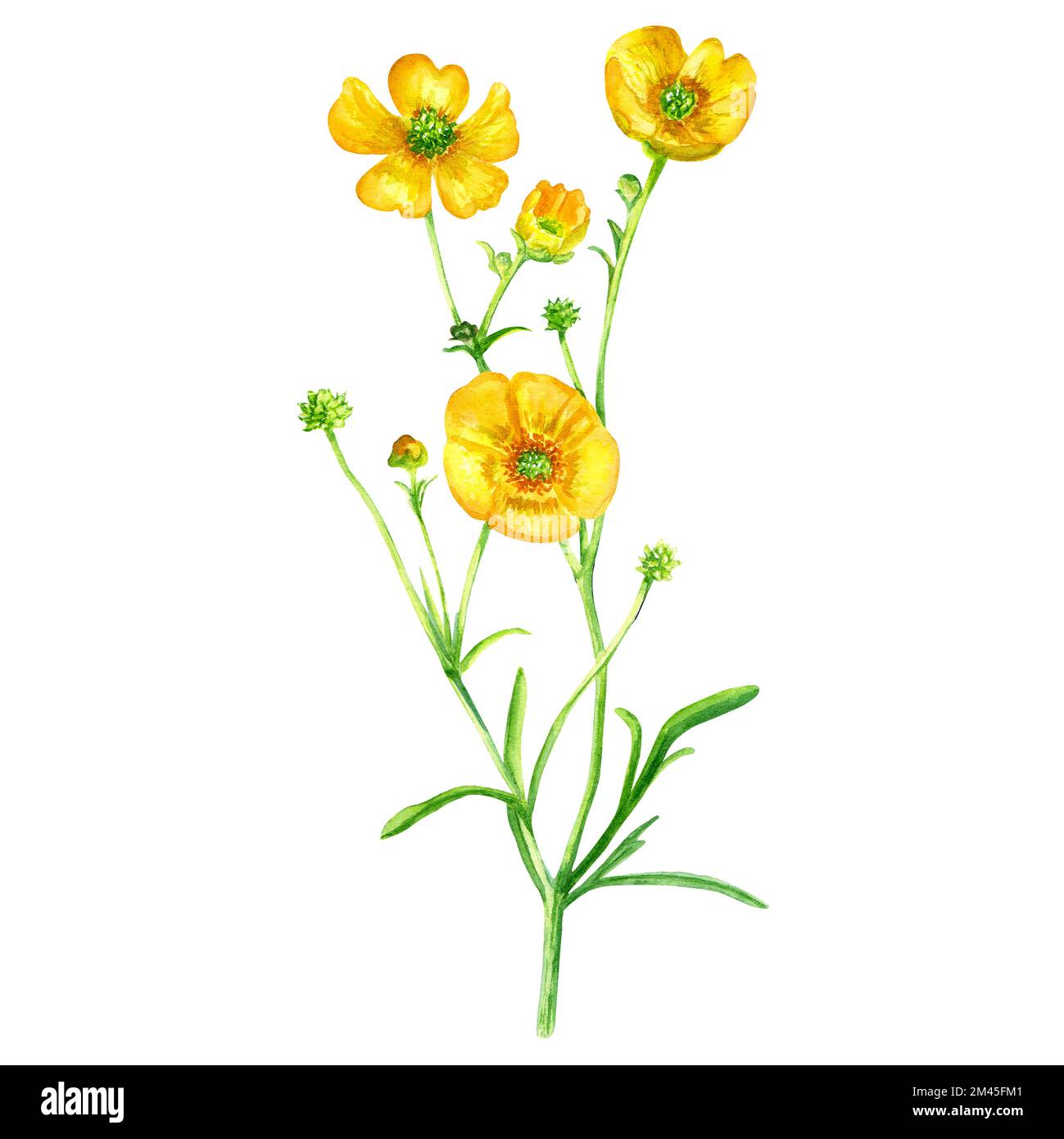 Yellow wild flower buttercup blooming branch watercolor illustration ...