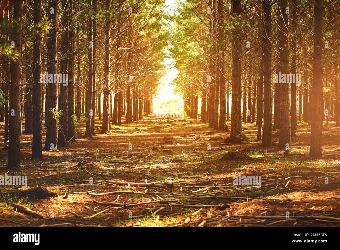 Always take the scenic route when you can. a row of trees in nature ...