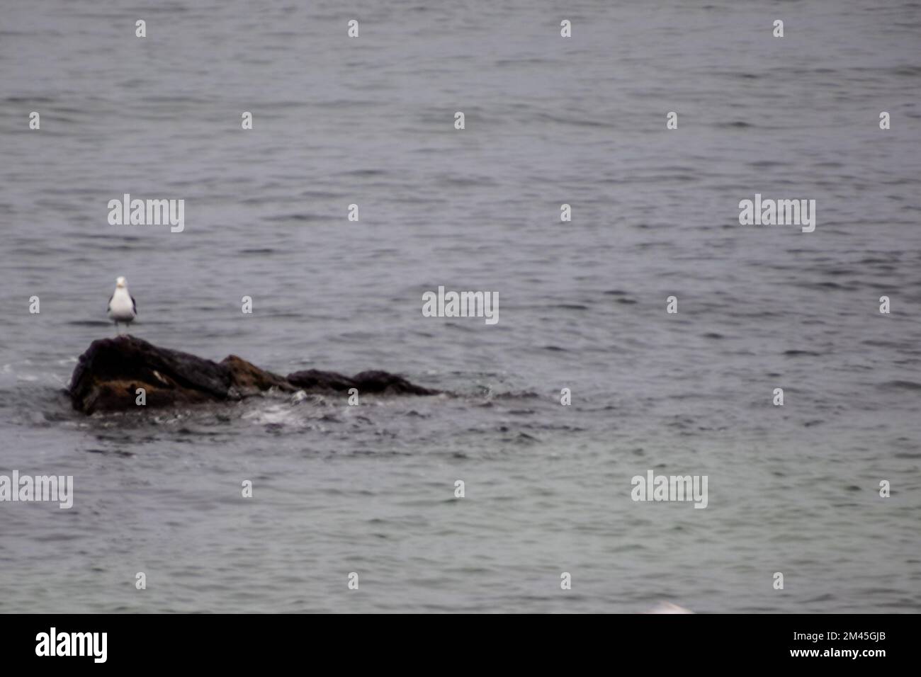 A seagull perched on a rock in the sea Stock Photo - Alamy