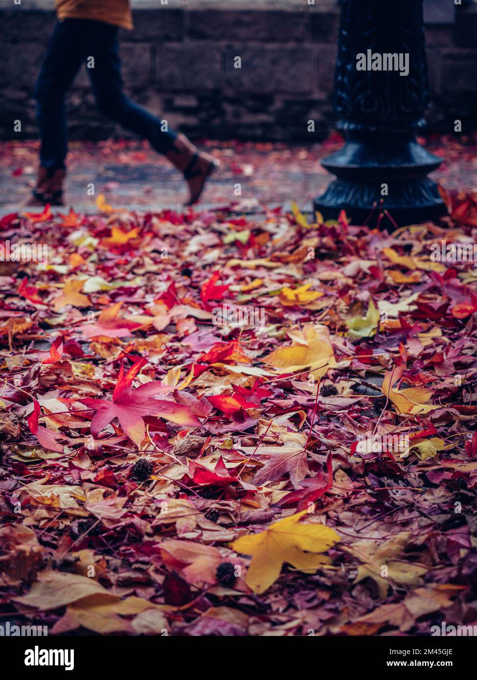 A vertical shot of autumn leaves fallen on the ground in a park in ...