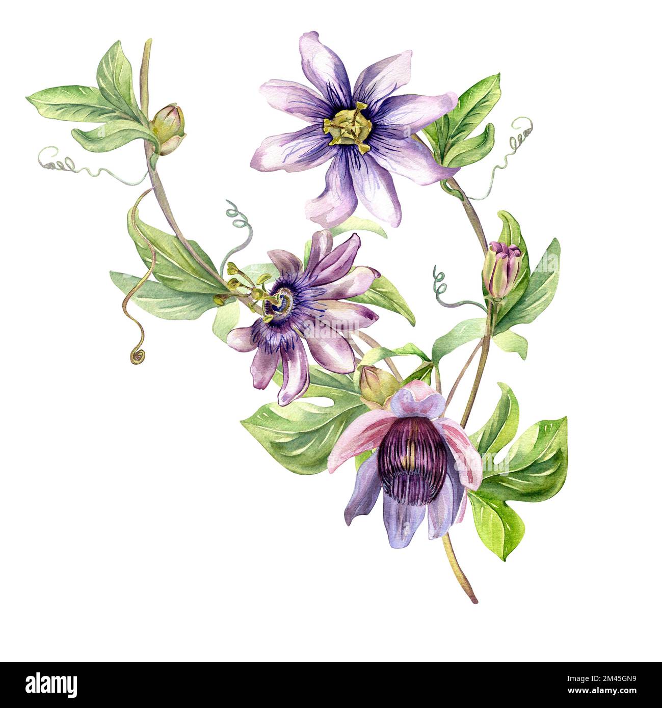 Passion flower plant watercolor illustration isolated on white. Blue ...