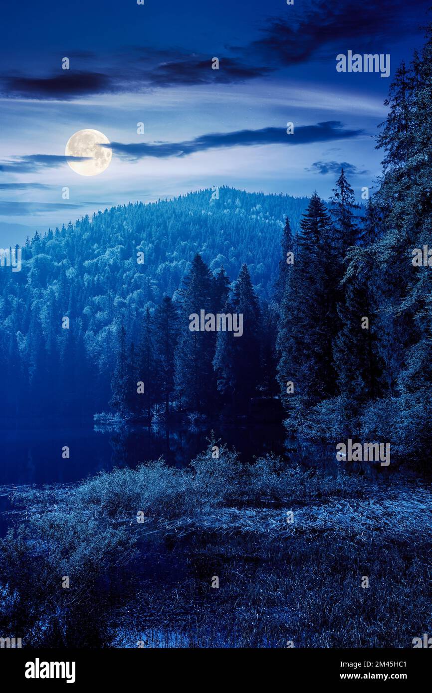 wild lake among the coniferous forest at night. beautiful nature ...
