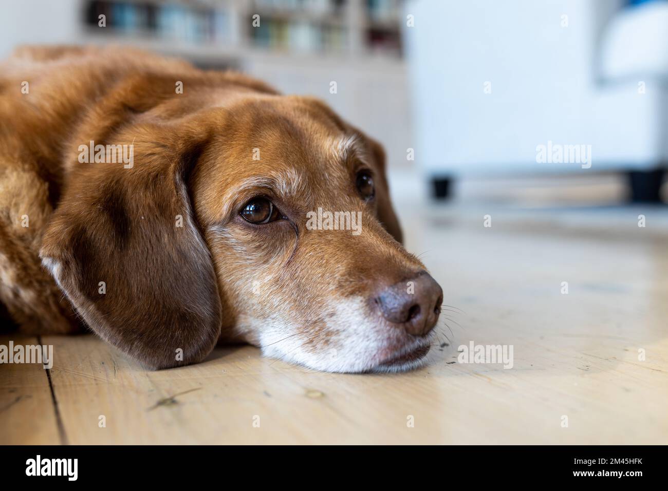 Adorable beagle with sad eyes laying on the floor Stock Photo - Alamy