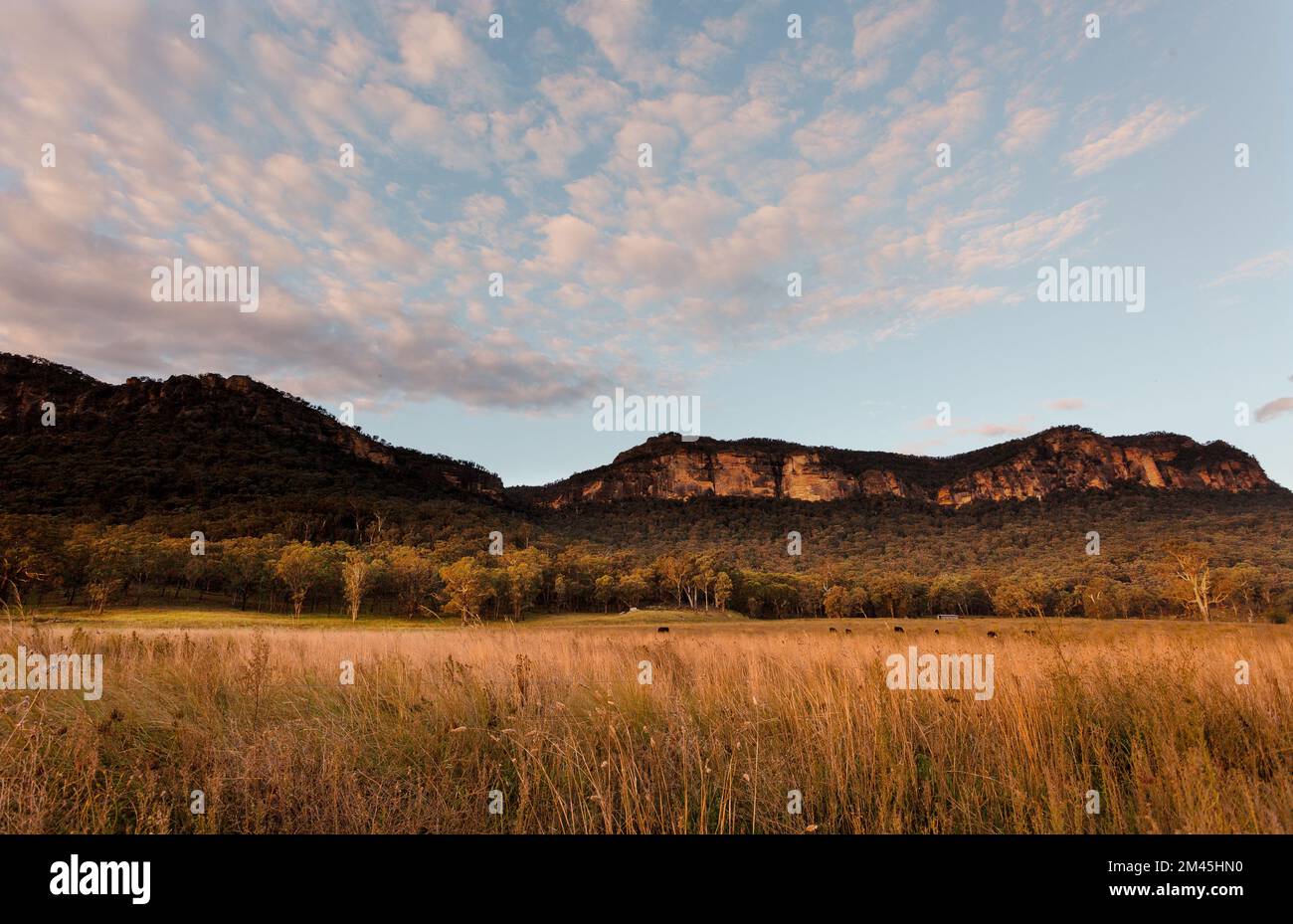 From the valley to escarpment viewsx across paddocks with tall slender ...