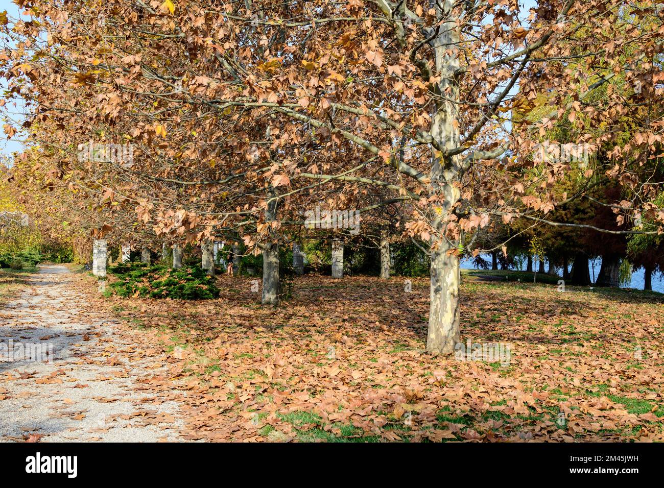 Landscape with large green trees with yellow and orange colored leaves ...