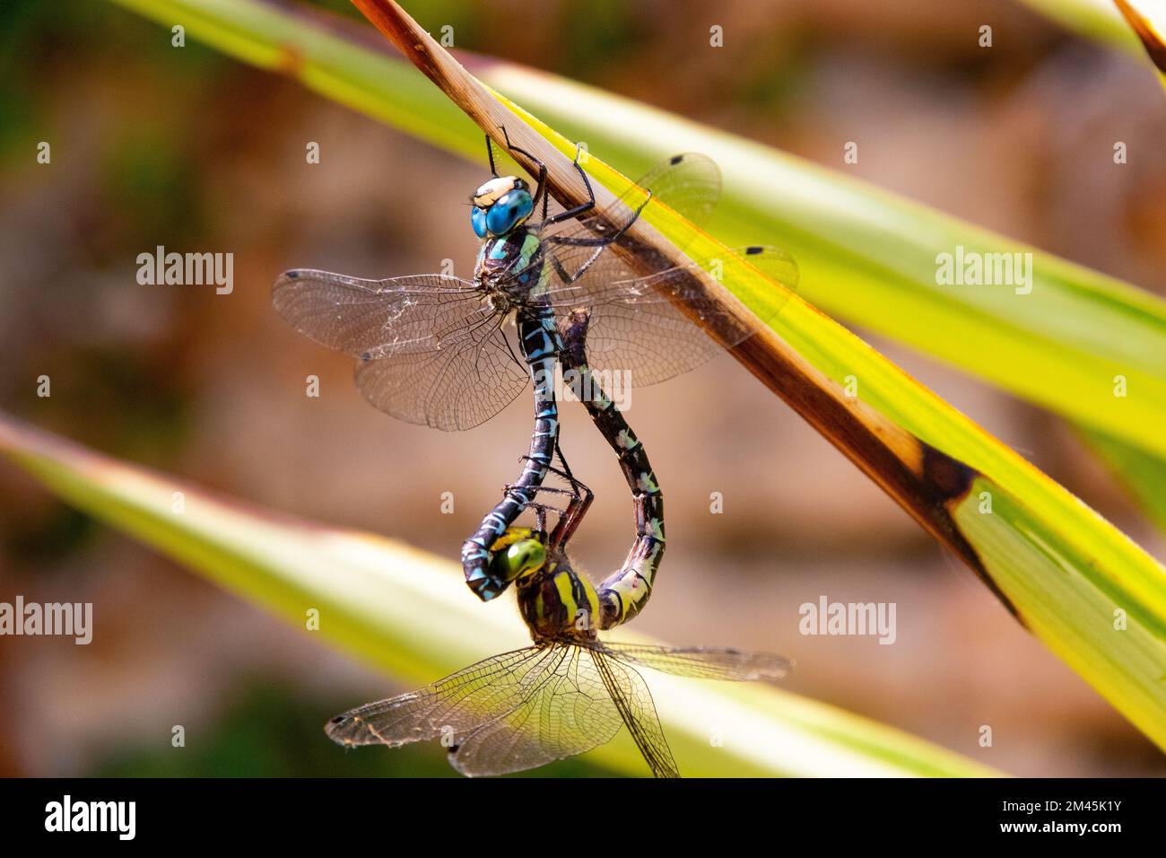 A closeup shot of two dragonflies mating outdoors in a blurred ...