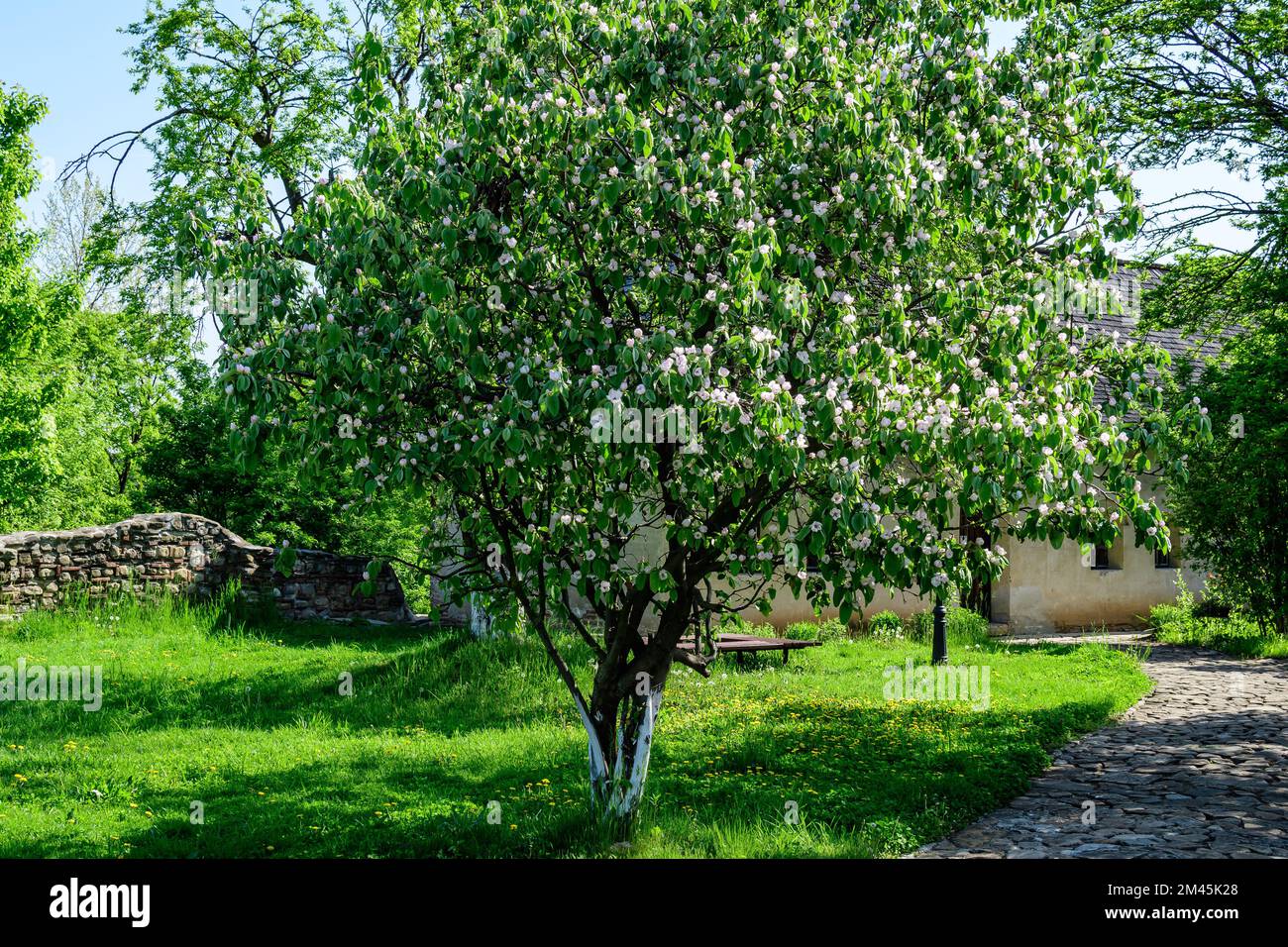 Old quince tree hi-res stock photography and images - Alamy