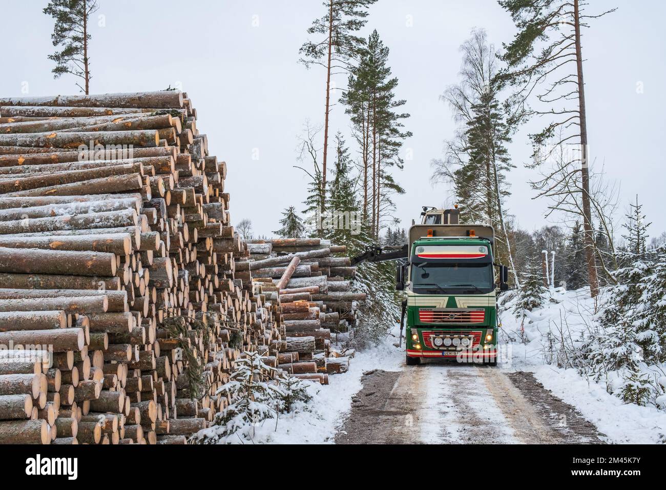 Truck loading timber on a dirt road in the forest Stock Photo - Alamy