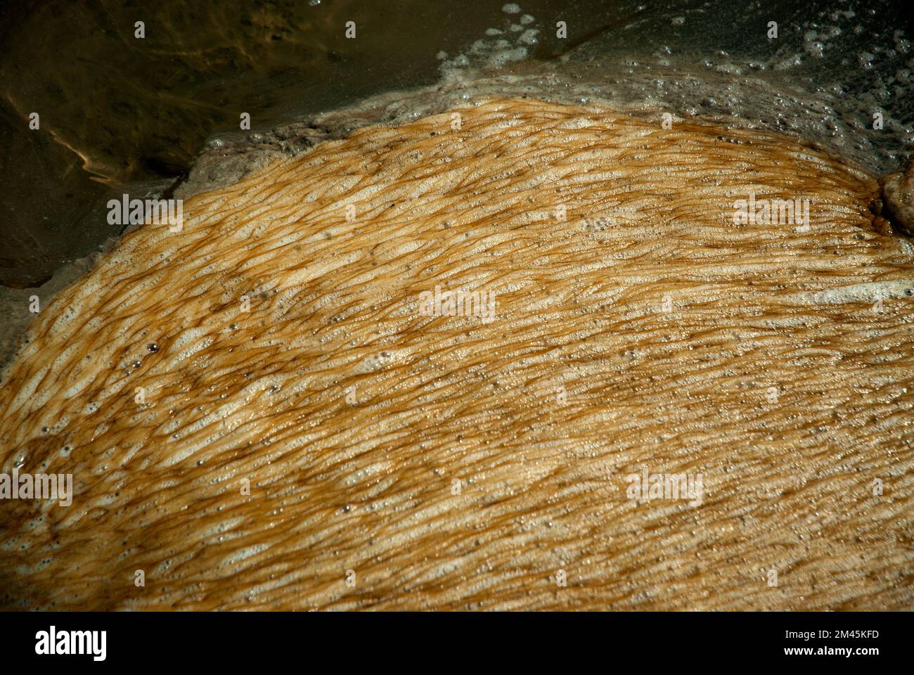 The texture of the water salt marshes. Photographed in nature Stock ...