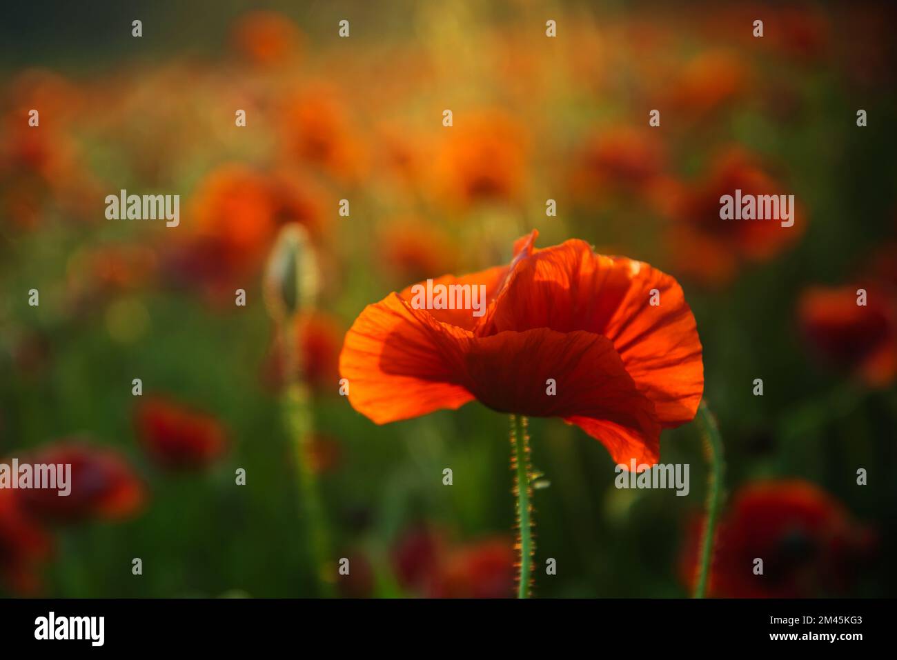 Poppy flower. Anzac day banner. Remember for Anzac, Historic war memory ...