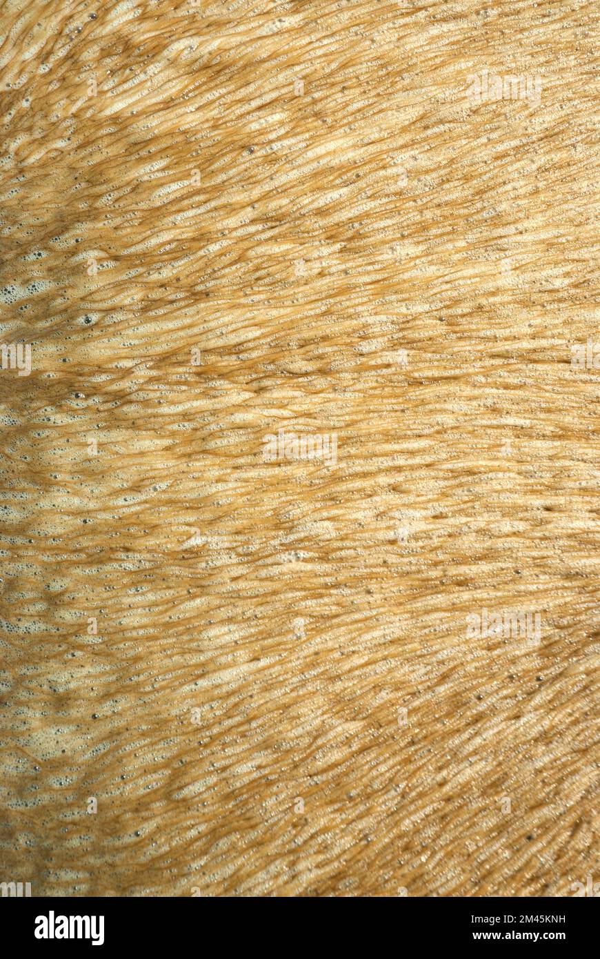 The texture of the water salt marshes. Photographed in nature Stock ...