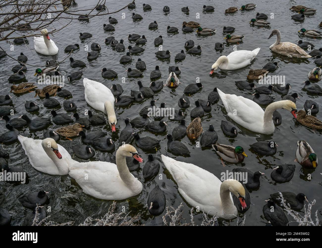 Schwane hi-res stock photography and images - Alamy