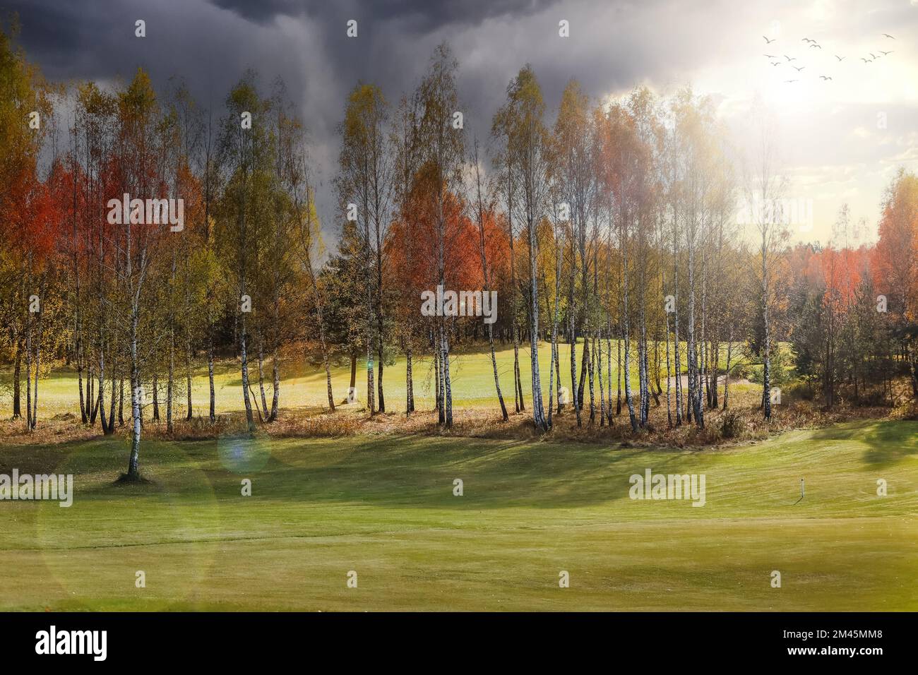 Golf course, landscape, autumn leaves against the backdrop of a forest ...
