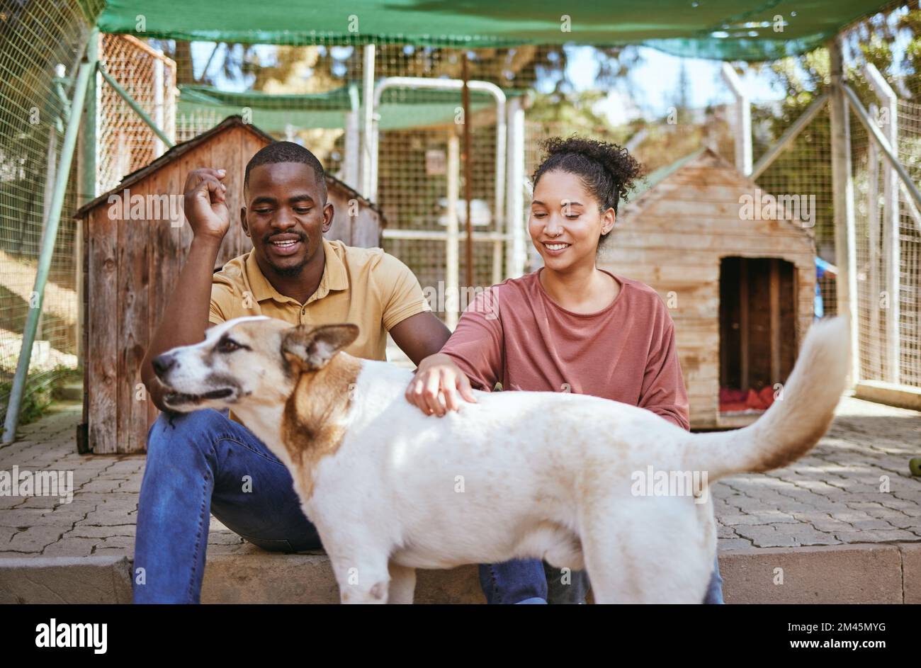 Animal shelter, adoption and dog with a black couple petting a canine ...