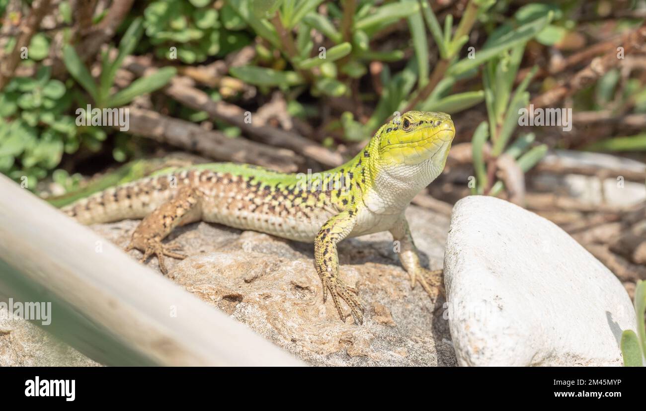 A closeup of a Sicilian wall lizard Stock Photo - Alamy