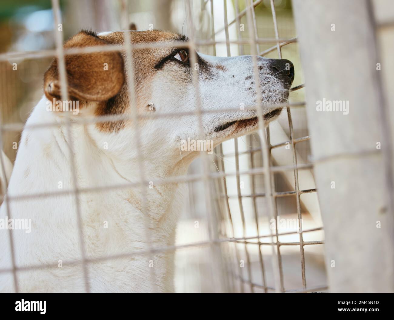 Rescue dog, cage and adoption at a shelter, abandoned pet and homeless ...
