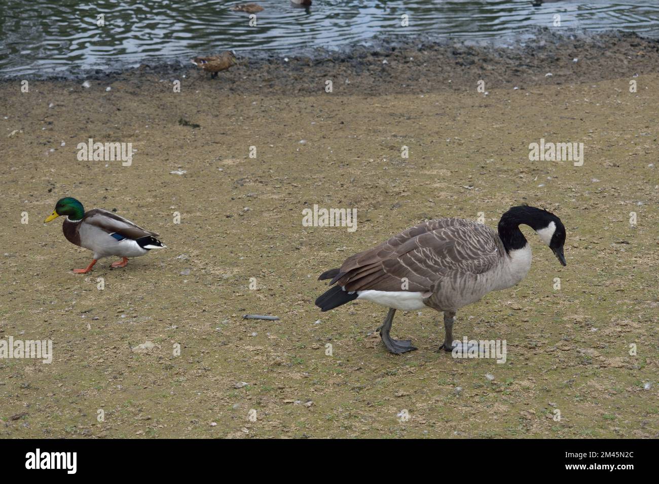 Duck and Canadian goose walking away from each other Stock Photo - Alamy