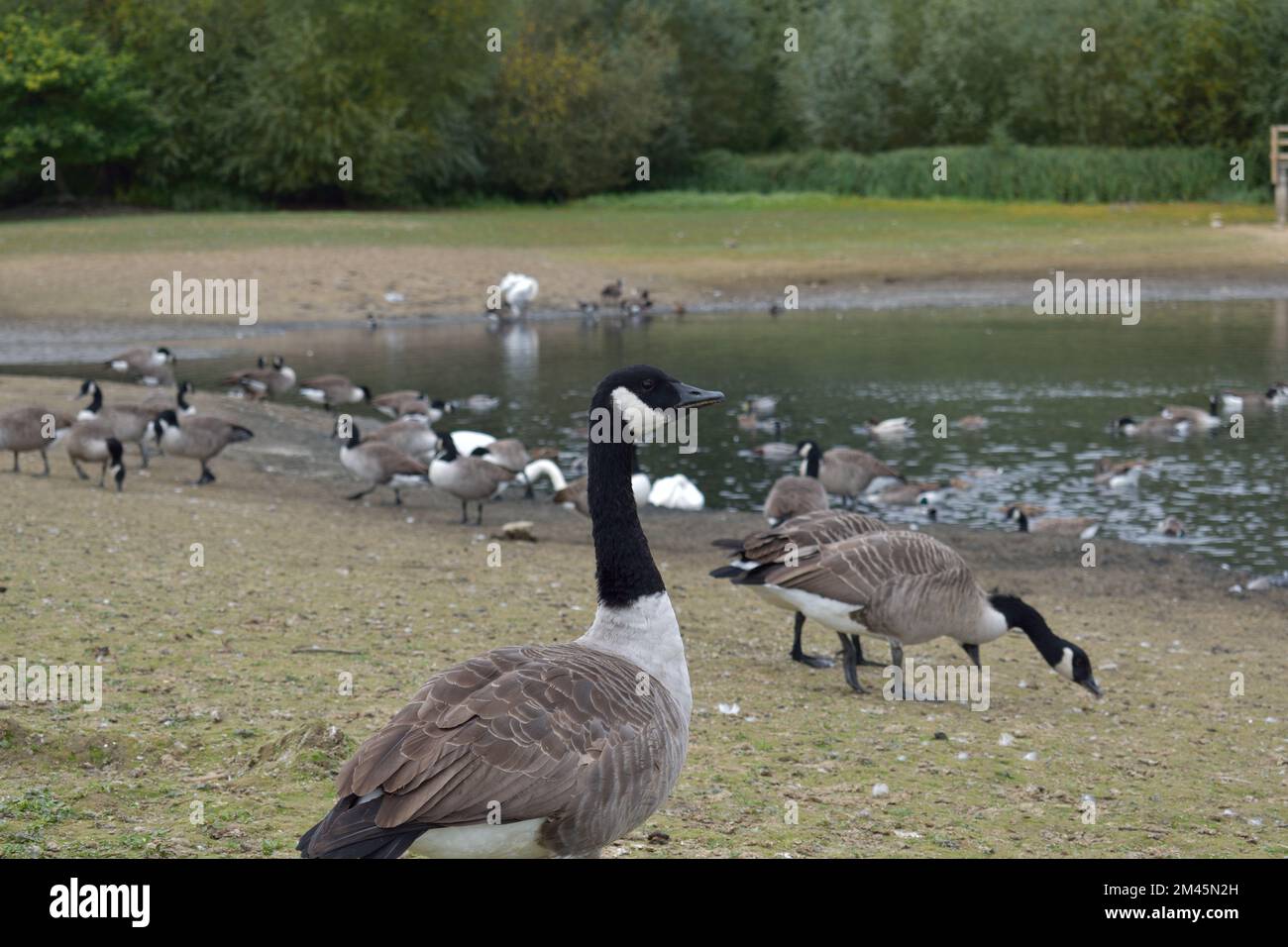 Canadian goose mallard ducks hi-res stock photography and images - Alamy