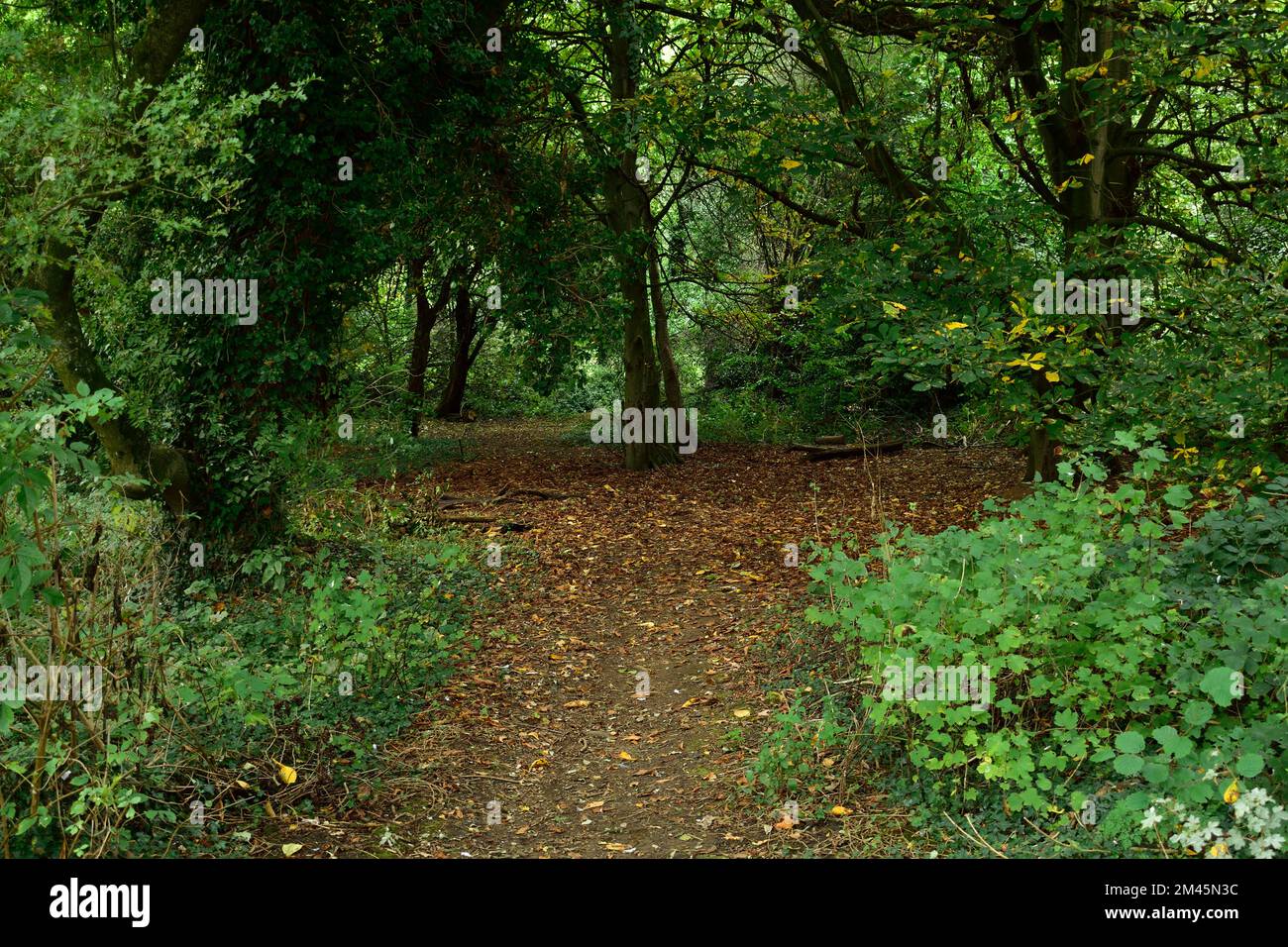 A leafy forest clearing with autumn leaves on the ground Stock Photo ...