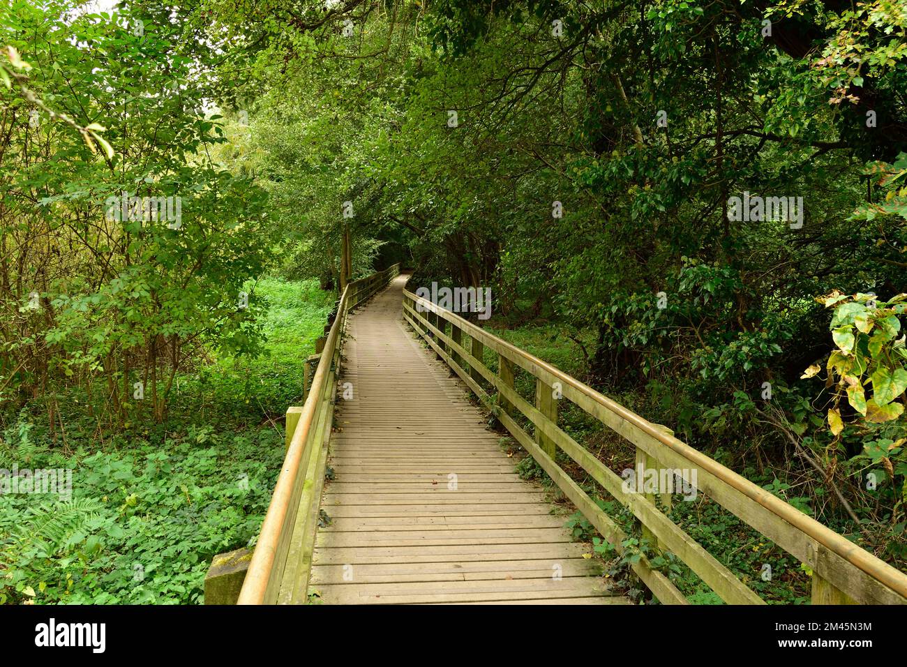 A peaceful wooden walkway fading into the forest Stock Photo - Alamy