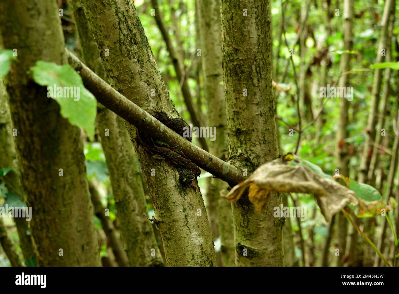 Tree branch growing through a nearby tree Stock Photo - Alamy
