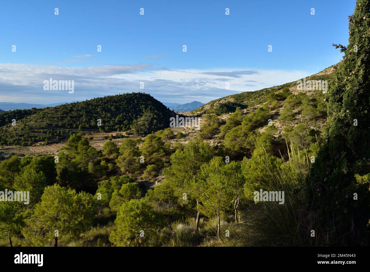 Spanish mountains with pine tree forest in the foreground Stock Photo ...