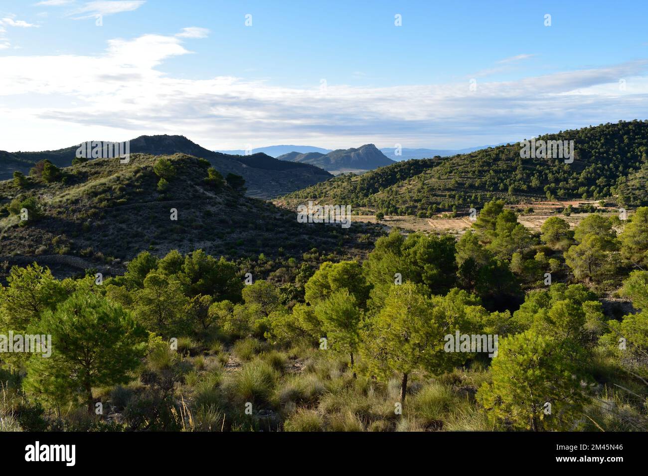 Sunlight pine forest panorama hi-res stock photography and images - Alamy