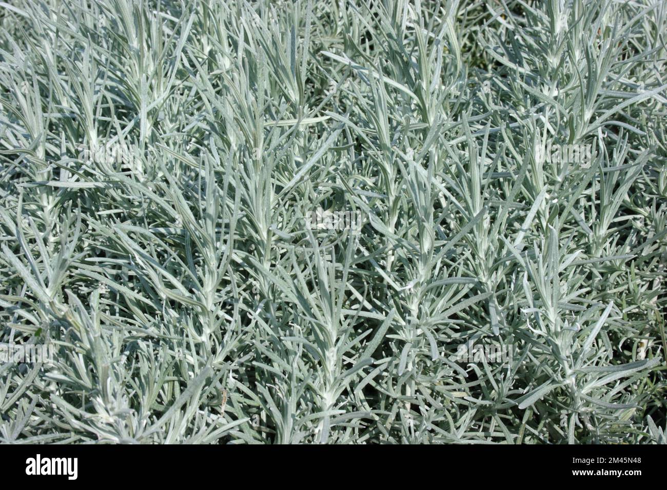 Foliage of Curry Plant (Helichrysum italicum Stock Photo - Alamy