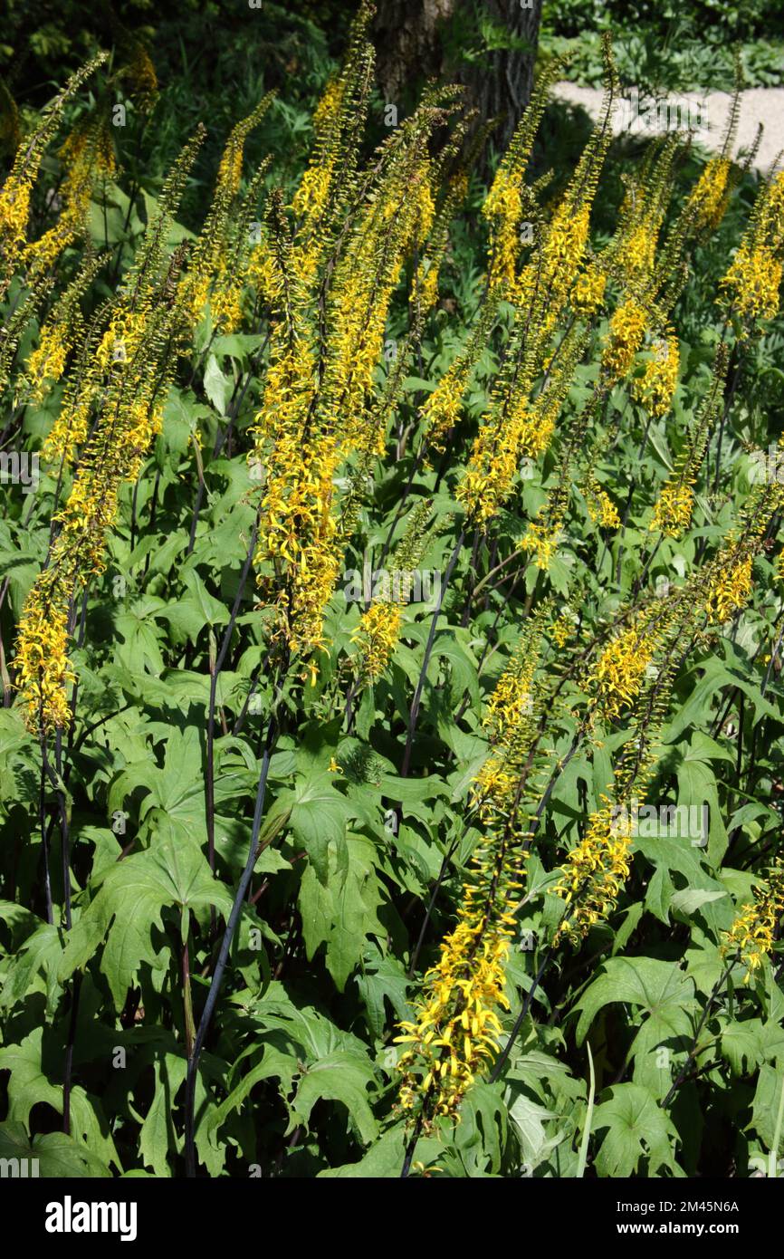 Leopard plant hi-res stock photography and images - Alamy