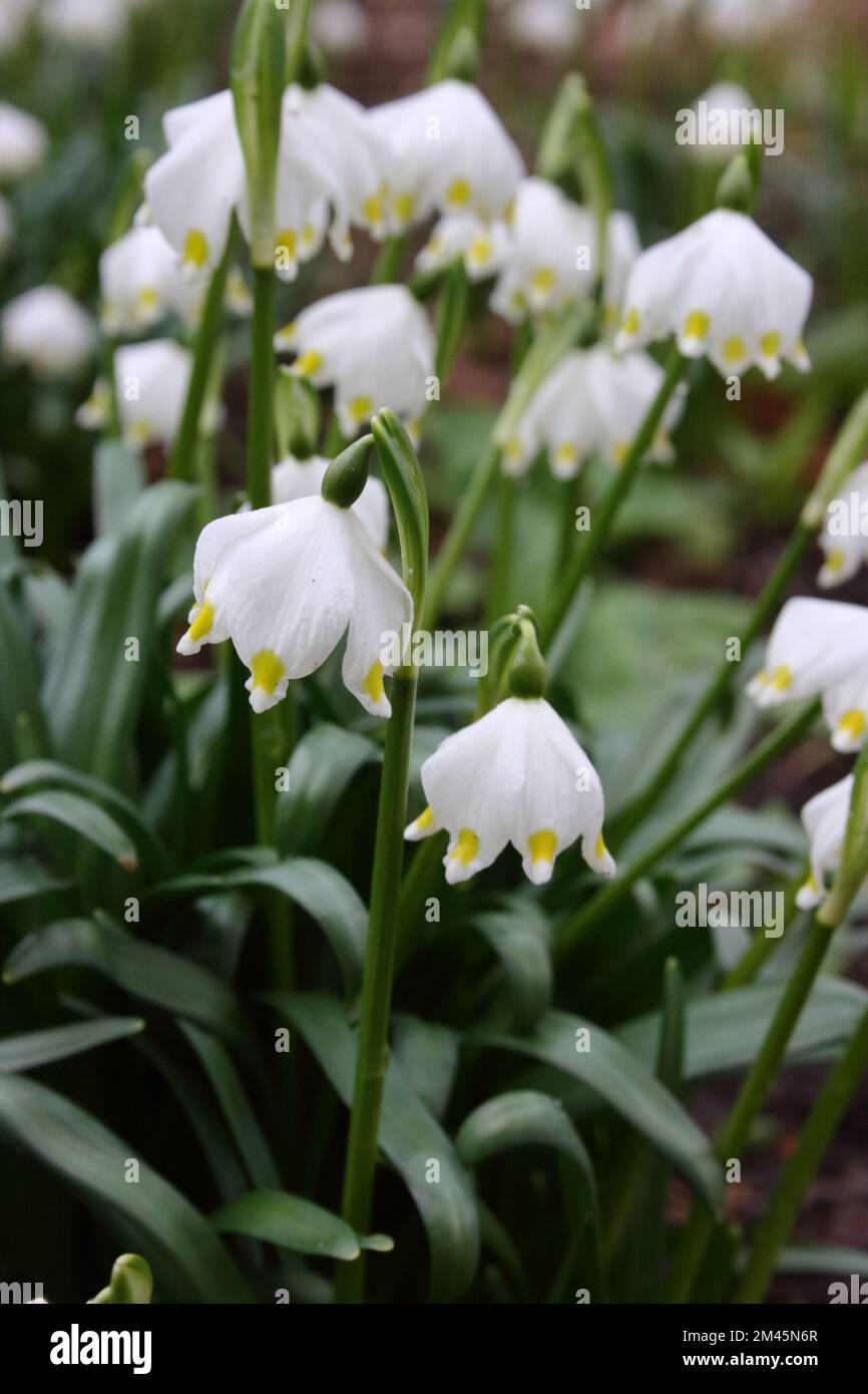 Spring Snowflake (Leucojum vernum Stock Photo - Alamy