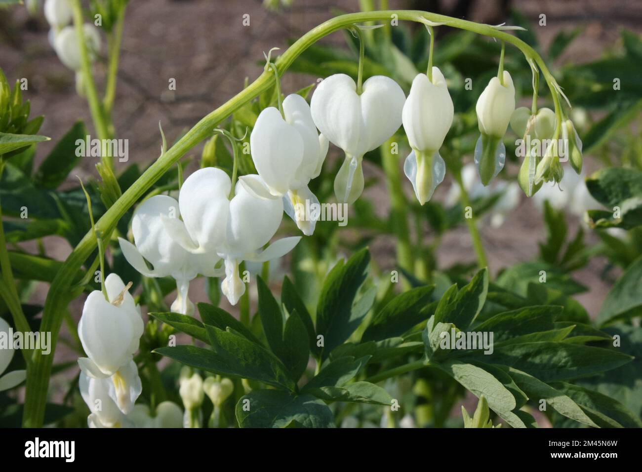 White Bleeding Heart (Dicentra spectabilis 'Alba' Stock Photo - Alamy