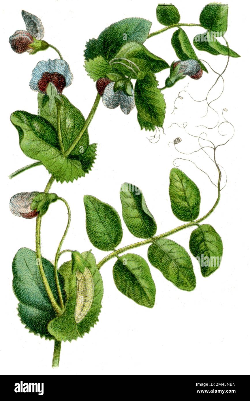 Pisum sativum illustration vintage hi-res stock photography and images ...