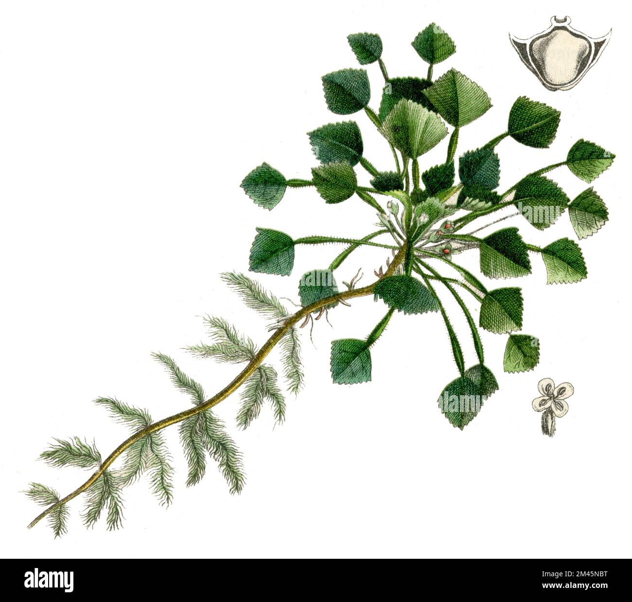 water caltrop Trapa natans, (botany book, 1900), Wassernuss Stock Photo ...