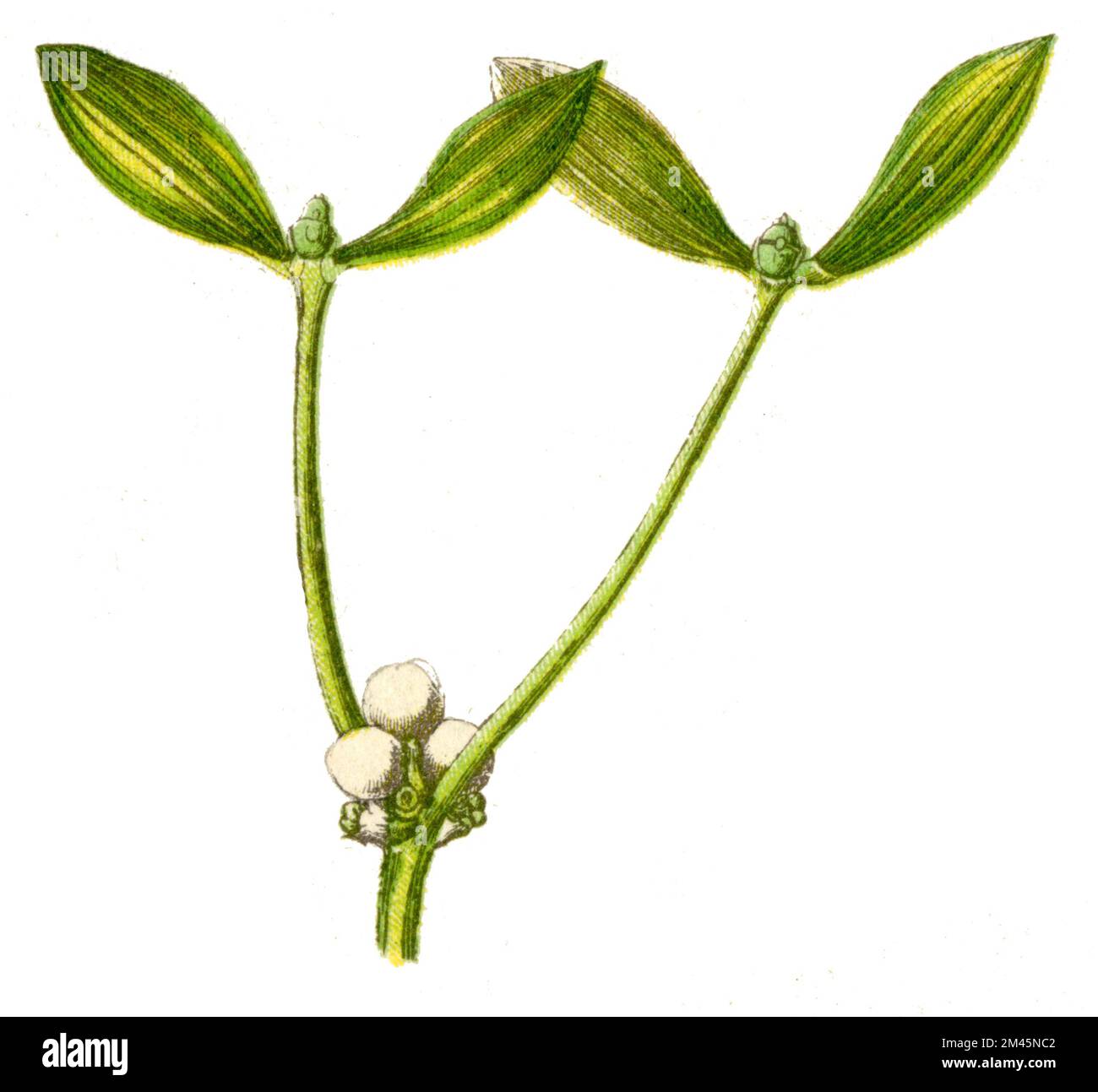 Gui blanc hi-res stock photography and images - Alamy