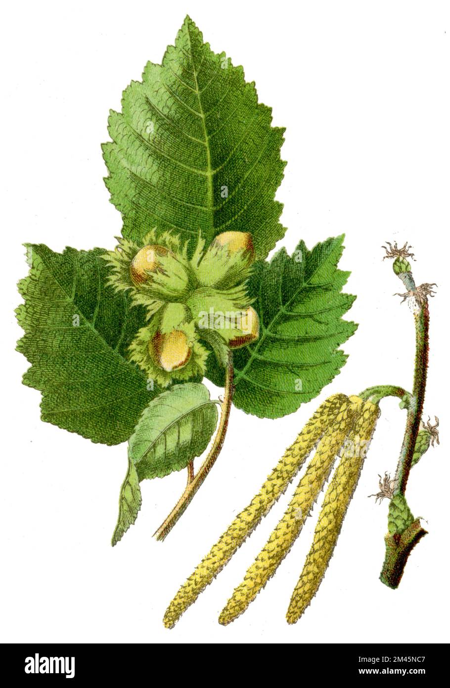 Haselnuss illustration hi-res stock photography and images - Alamy