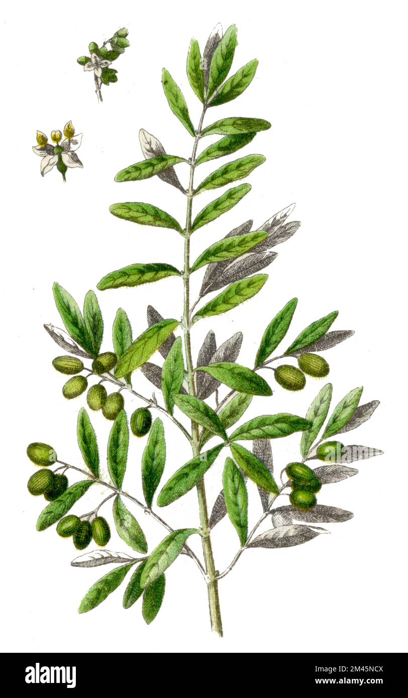 olive, European olive Olea europaea, (botany book, 1900), Olivenbaum ...