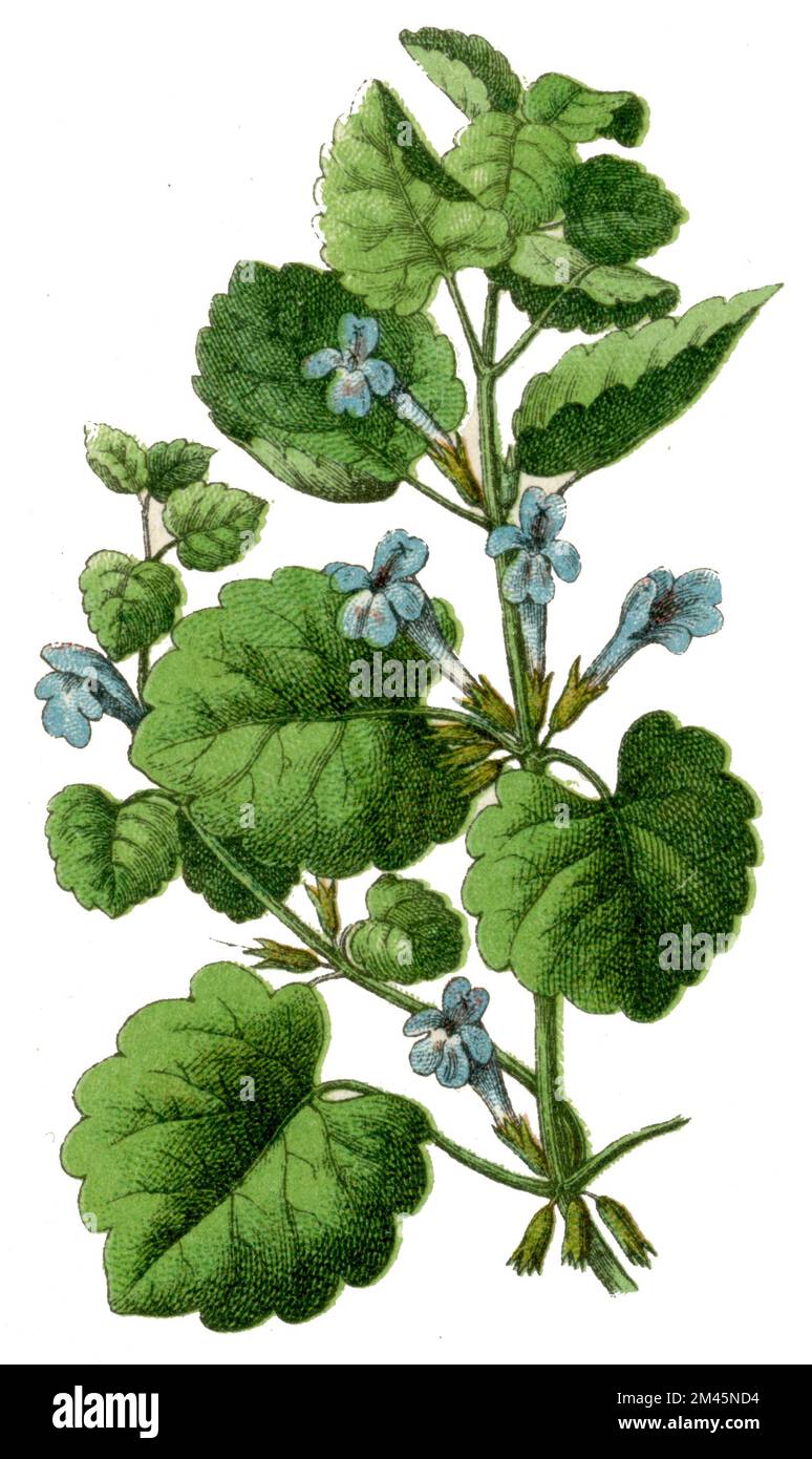 Lierre terrestre glechoma hederacea hi-res stock photography and images ...