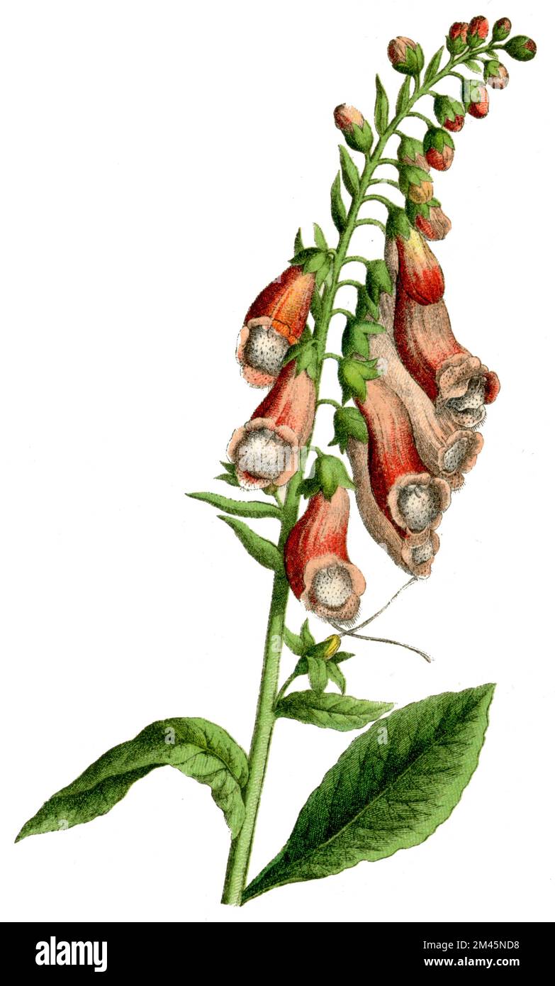 Digitalis purpurea drawing hi-res stock photography and images - Alamy