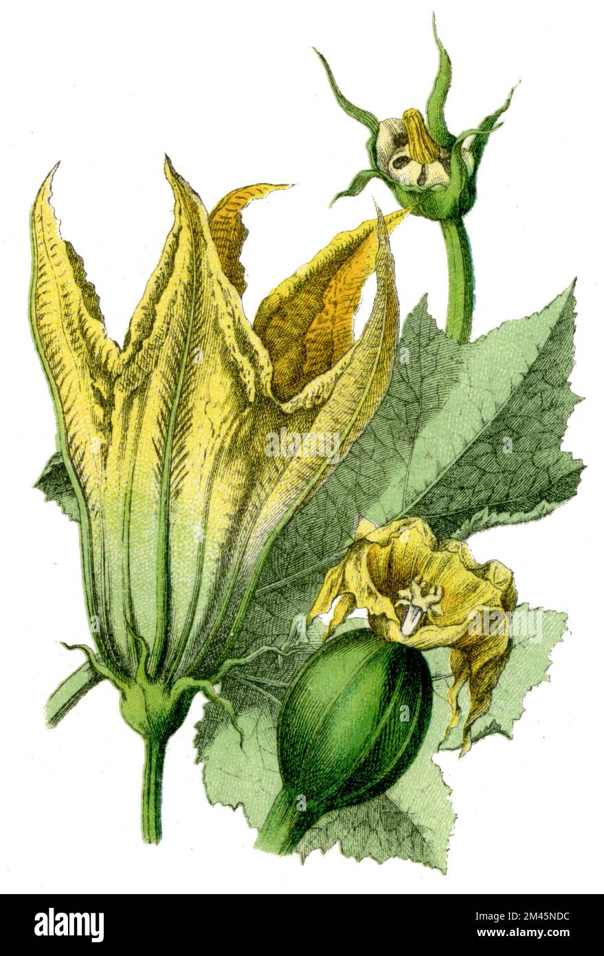 Cucurbita illustration hi-res stock photography and images - Alamy