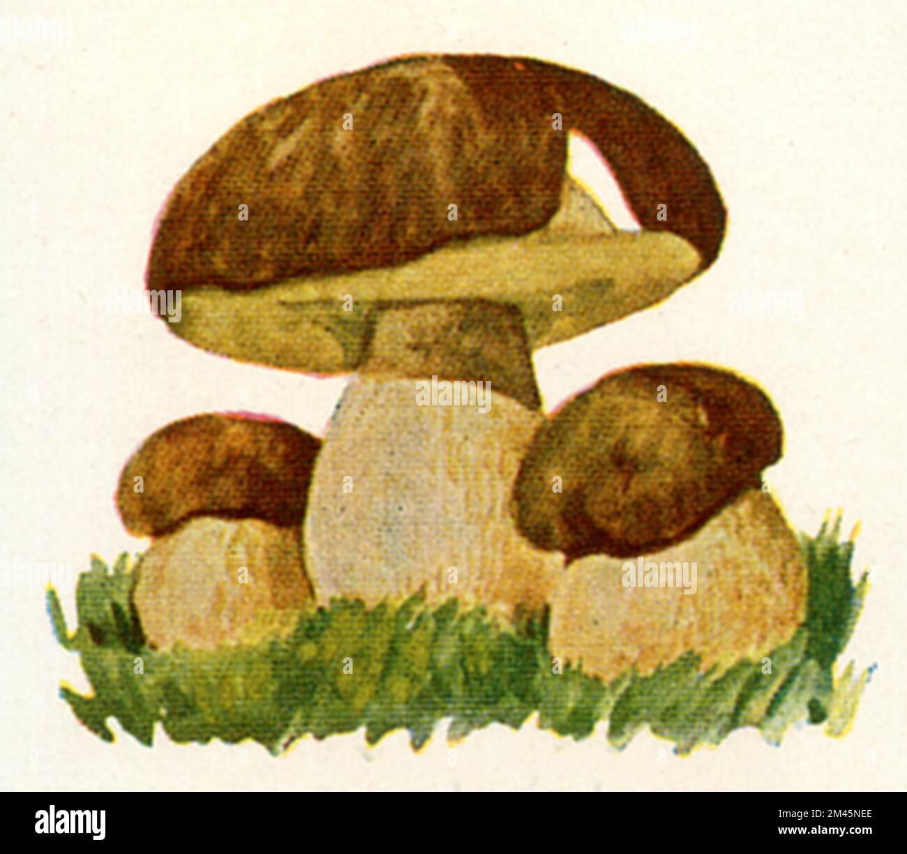 Boletus edulis drawing hi-res stock photography and images - Alamy