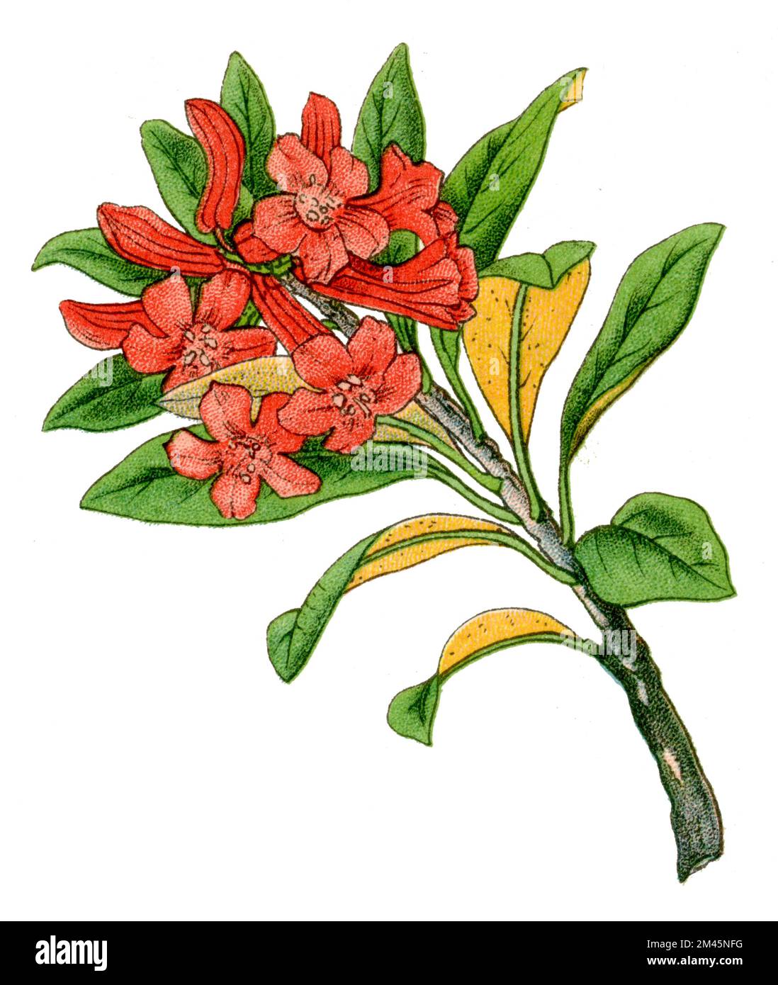 Alpenrose drawing hi-res stock photography and images - Alamy